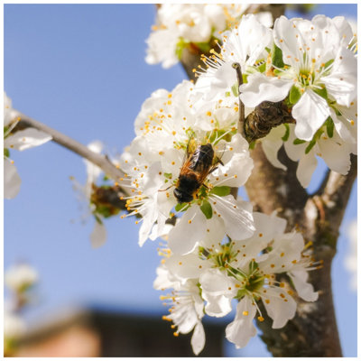 1 Wild Cherry Trees 40-60cm Stunning Blossom, Edible Cherries & Wild ...