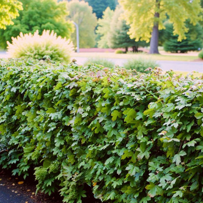 1 x Acer Field Maple Bare Root Hedging - 40-60 cm Hardy Versatile ...