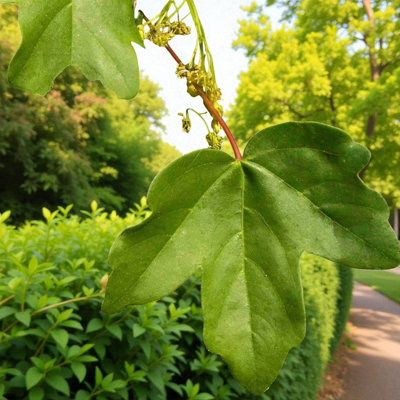 1 x Acer Field Maple Bare Root Hedging - 40-60 cm Hardy Versatile ...