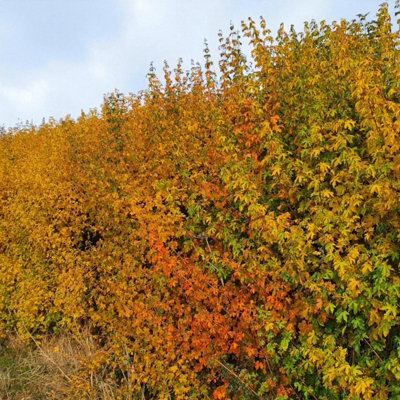 1 x Acer Field Maple Bare Root Hedging - 40-60 cm Hardy Versatile ...