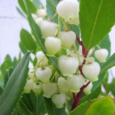 1 x Arbutus unedo Compacta Plant in 9cm Pot - Easy Grow Strawberry Tree ...