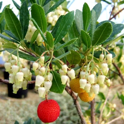 1 x Arbutus unedo Compacta Plant in 9cm Pot - Easy Grow Strawberry Tree ...