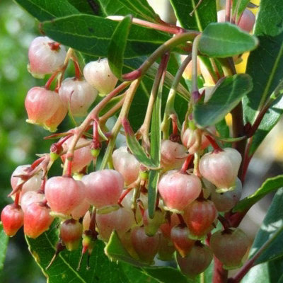 1 x Arbutus unedo Rubra in 9cm Pot - Bushy Evergreen Pink Strawberry ...