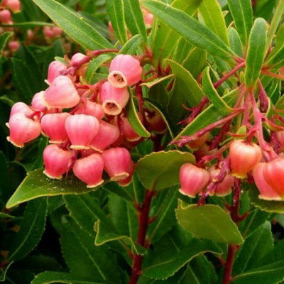 1 x Arbutus unedo Rubra in 9cm Pot - Bushy Evergreen Pink Strawberry ...