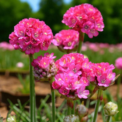 1 x Armeria Splendens Bare Root - Hardy Pink Sea Thrift Clump Forming ...