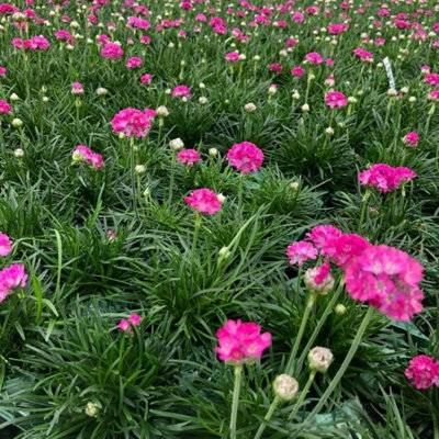1 x Armeria Splendens Bare Root - Hardy Pink Sea Thrift Clump Forming ...