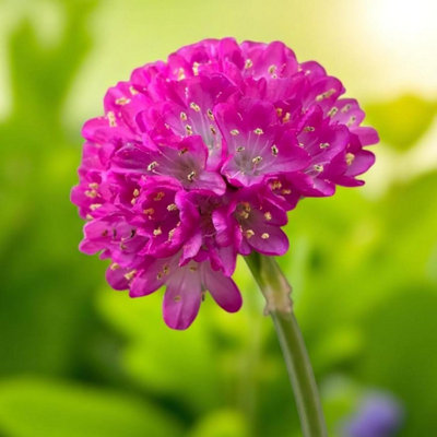 1 x Armeria Splendens Bare Root - Hardy Pink Sea Thrift Clump Forming ...