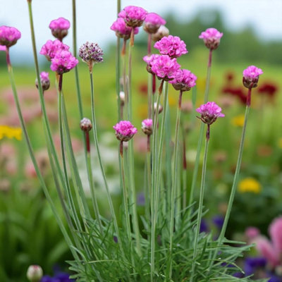 1 x Armeria Splendens Bare Root - Hardy Pink Sea Thrift Clump Forming ...