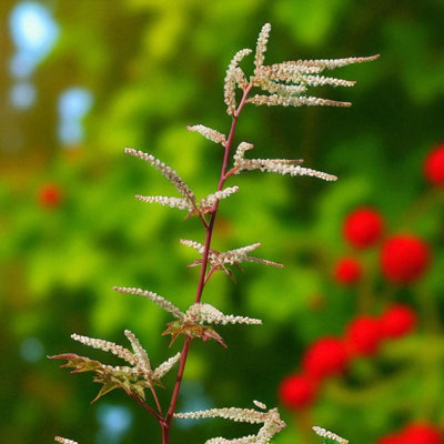 1 x Aruncus Horatio Bare Root - White Goats Beard - Tall Midsummer ...