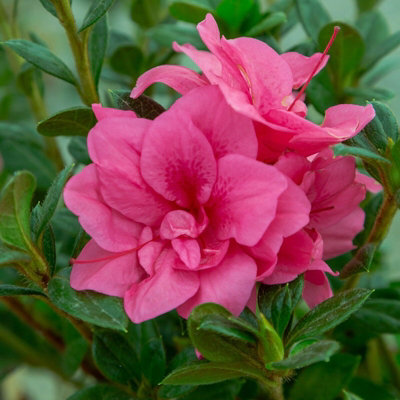 1 x Azalea Empress - Rare Evergreen Japanese Azalea in 9cm Pot - Ready ...