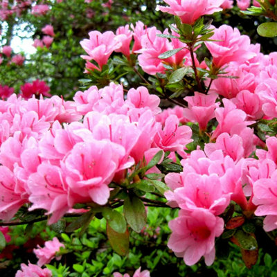 1 x Azalea Empress - Rare Evergreen Japanese Azalea in 9cm Pot - Ready ...