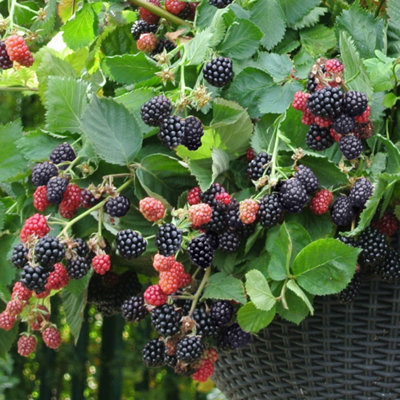 Buy 1 x BlackBerry 'Black Cascade' in 9cm Pot Trailing BlackBerry ...