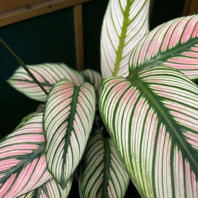 1 x Calathea Majestica Princeps Indoor Plant in 14cm Pot - Variegated ...