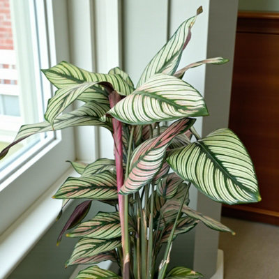 1 x Calathea Majestica Princeps Indoor Plant in 14cm Pot - Variegated ...