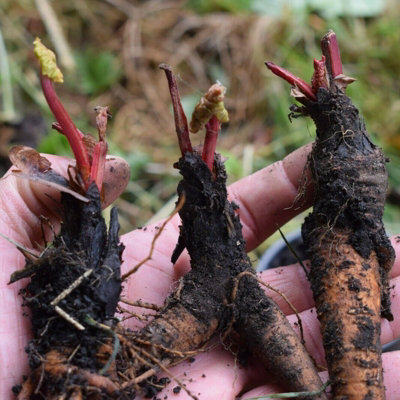 1 X CANADA RED RHUBARB CROWN - RHEUM RHABARBARUM PERENNIAL READY TO ...