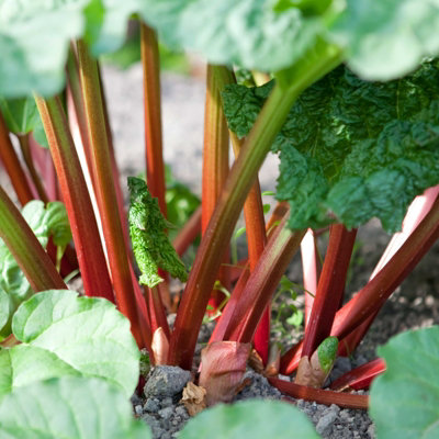 1 X CANADA RED RHUBARB CROWN - RHEUM RHABARBARUM PERENNIAL READY TO ...