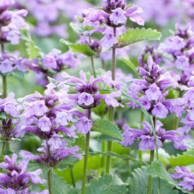 1 x Catmint Herb Plant in 13cm Pot - Aromatic Outdoor Nepeta Herbaceous ...