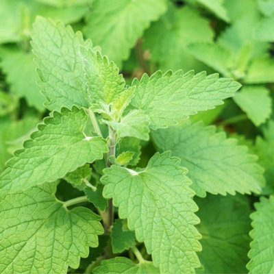 1 x Catmint Herb Plant in 13cm Pot - Aromatic Outdoor Nepeta Herbaceous ...