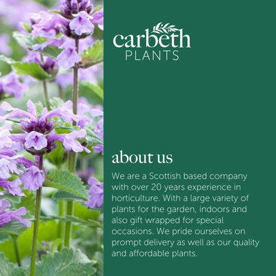 1 x Catmint Herb Plant in 13cm Pot - Aromatic Outdoor Nepeta Herbaceous ...