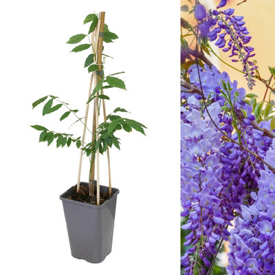 1 x Chinese Wisteria Sinensis Prolific in 2L Pot - Scented Climbing ...