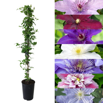1 x Clematis in 2 Litre Pot - Mixed Varieties- 80-100cm in Height ...