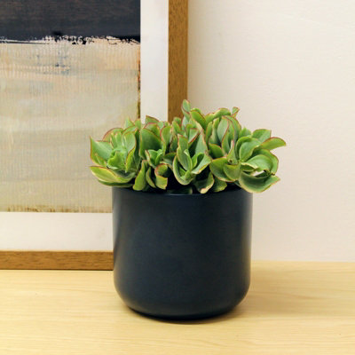 Buy 1 x Crassula Curly Green Ripple Jade Money Plant in 12cm Pot - Real ...