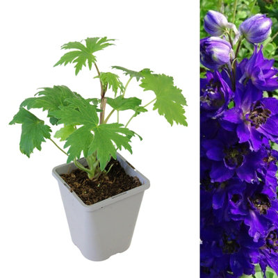 1 x Delphinium Plant Magic Fountains Dark Blue/Dark Bee in 1L Pot ...