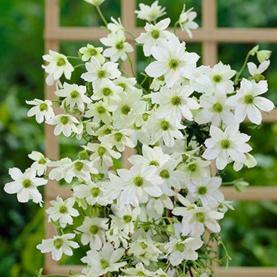 1 x Evergreen Climbing Clematis 'Early Sensation' in 7/9cm Pots Hardy ...