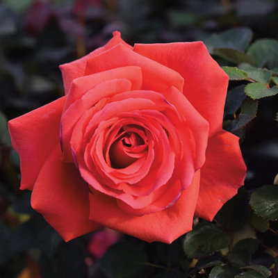 1 x Fragrant Cloud Bare Root Rose - Fragrant, Hardy & Repeat Flowering ...