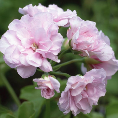 1 x Geranium Baby Pink Plant in 13cm Pot - Summer Bedding Pelargonium ...