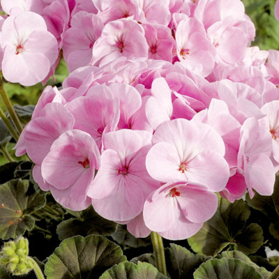 1 x Geranium Baby Pink Plant in 13cm Pot - Summer Bedding Pelargonium ...