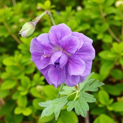 1 x Geranium Plenum Bare Root - Compact Double Dark Pink Hardy ...