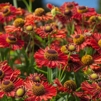 1 x Helenium Ranchera Bare Root - Red Orange Daisy Flower Perennials ...