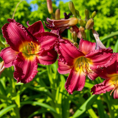1 x Hemerocallis Pardon Me Bare Root - Pink Red Fragrant Compact ...