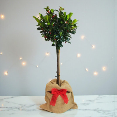 1 x Holly Ilex Meserveae Blue Maid Gift Wrapped Standard Patio Tree in ...