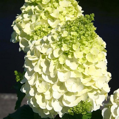 1 x Hydrangea Magical Matterhorn Bare Roots - Hardy, Easy to Grow ...