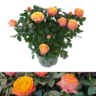 1 x Indoor Rose Firebird - Real Mini Potted Plant in 10.5cm Pot ...