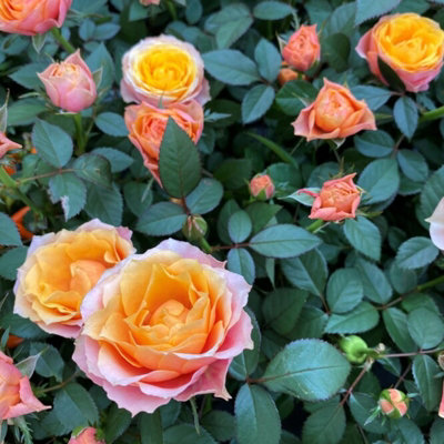 1 x Indoor Rose Firebird - Real Mini Potted Plant in 10.5cm Pot ...