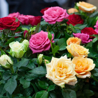 1 x Indoor Rose Quattro Mix - Real Mini Potted Plant in 10.5cm Pot ...