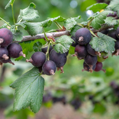 1 x Jostaberry Bush (Ribes x nidigrolaria) in 9cm Pot - 35-45cm in ...
