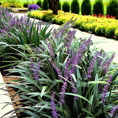 1 x Liriope Moneymaker Bare Root - Violet Blue Lilyturfs Evergreen ...