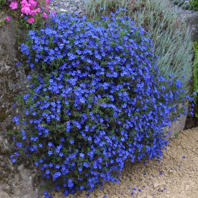 1 x Lithodora Plant - Outdoor Flowering Plant - Star Plant in 13cm pot