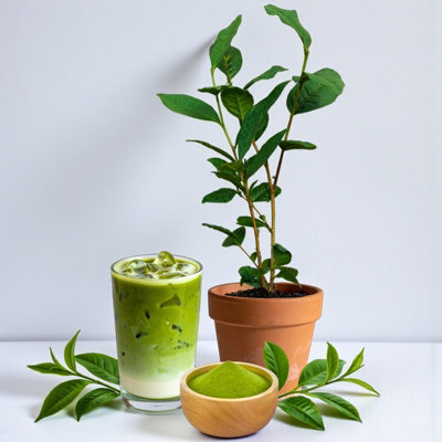 1 x Matcha Green Tea Plant in 12cm Pot - Hardy Camellia Sinensis ...