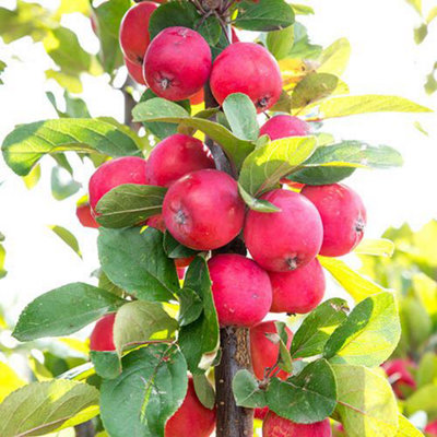 1 x Mini Apple Tree 'Malus Appletini' - in 13cm Pot, Apples Trees for ...