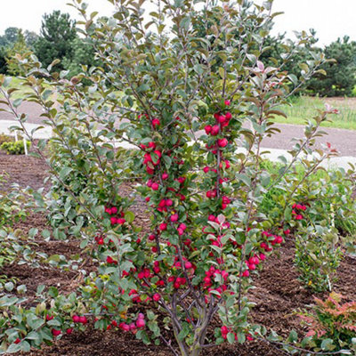 1 x Mini Apple Tree 'Malus Appletini' - in 13cm Pot, Apples Trees for ...