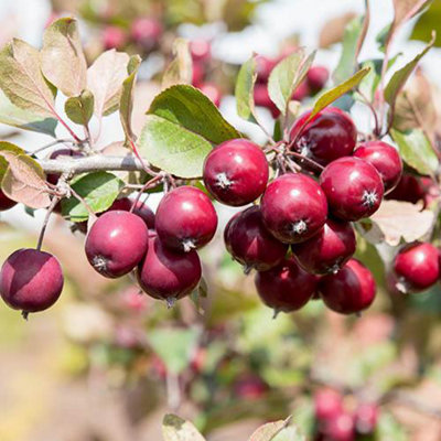 1 x Mini Apple Tree 'Malus Appletini' - in 13cm Pot, Apples Trees for ...