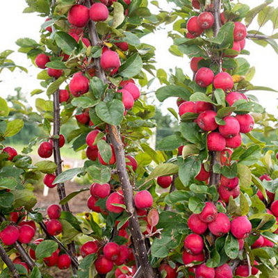 1 x Mini Apple Tree 'Malus Appletini' - in 13cm Pot, Apples Trees for ...