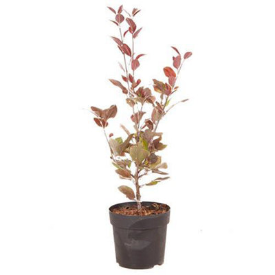 1 x Mini Apple Tree 'Malus Appletini' - in 13cm Pot, Apples Trees for ...
