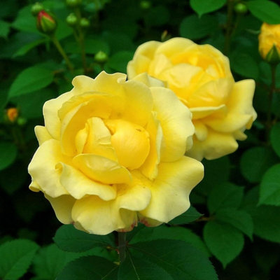 1 x Mountbatten A Graded Bare Root Rose - Hardy & Repeat Flowering Rose ...