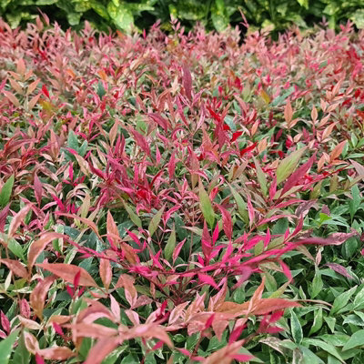 1 x Nandina Firepower Domestica in 9cm Pot - Heavenly Bamboo ...
